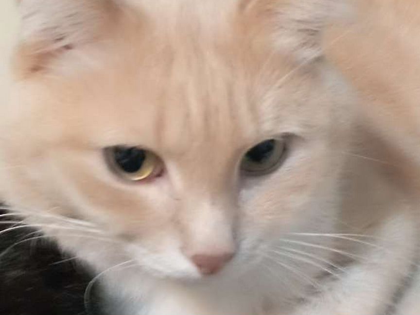 Отдам котов