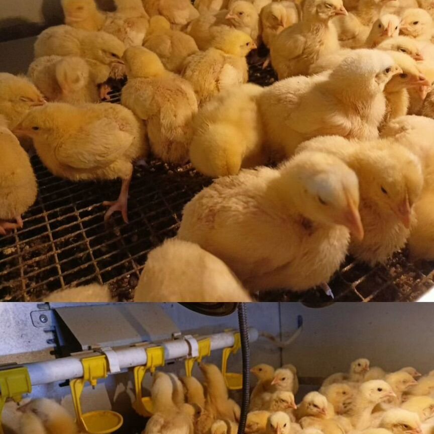 Цыплята бройлеры