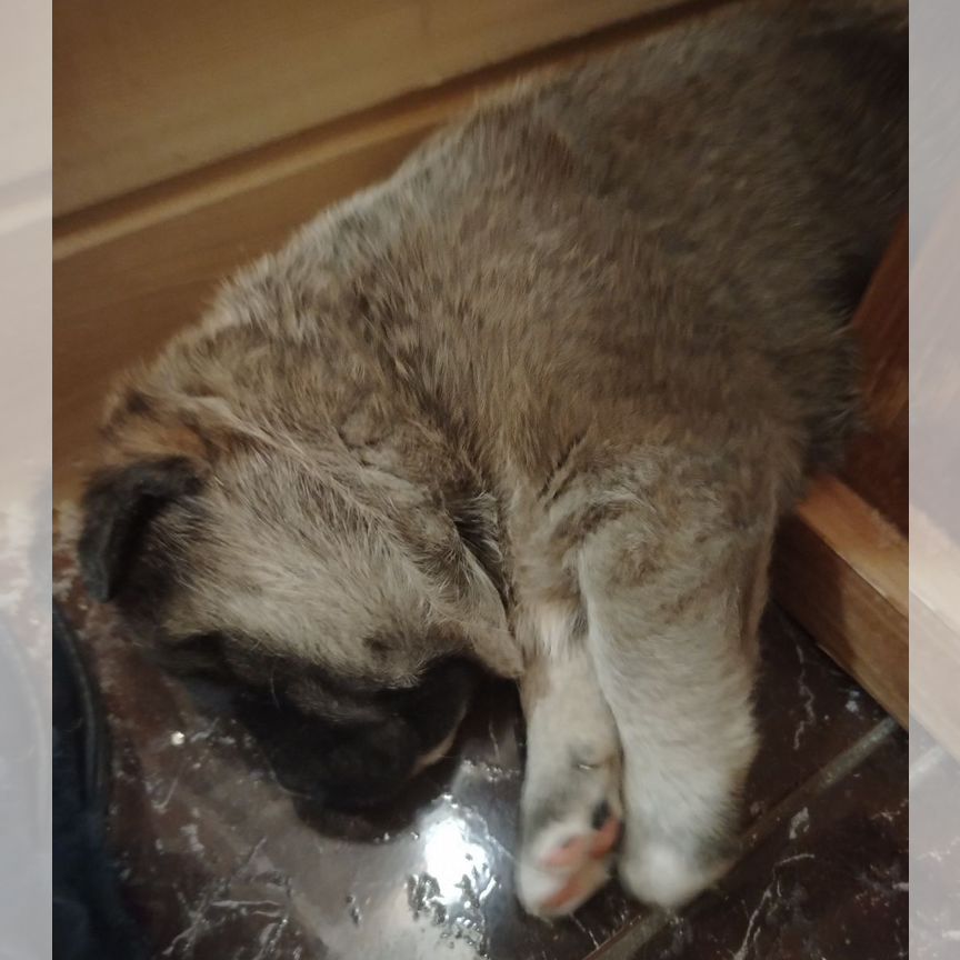 Щенок в добрые руки