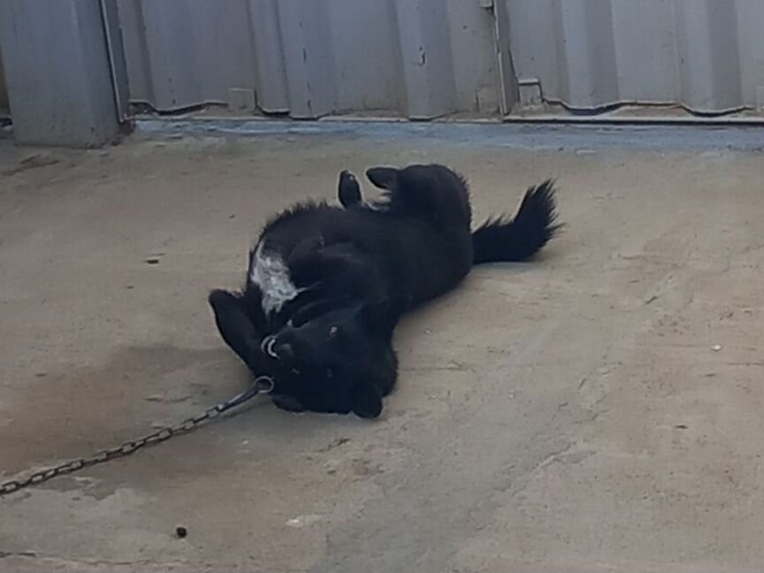 Потерялась собака, в районе улицы невская, шпака