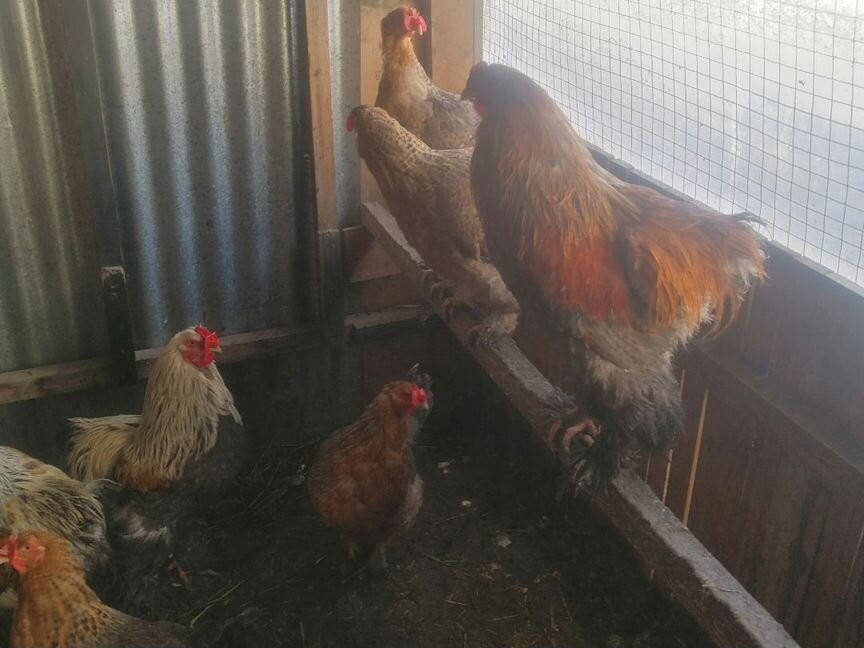 Петух брама и восемь молодок майские того года