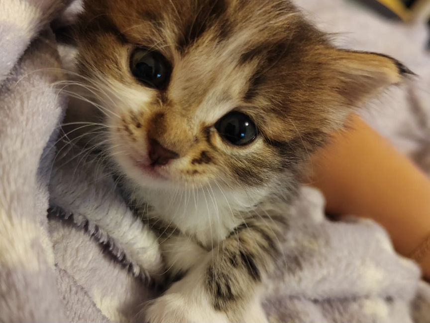 Котенок