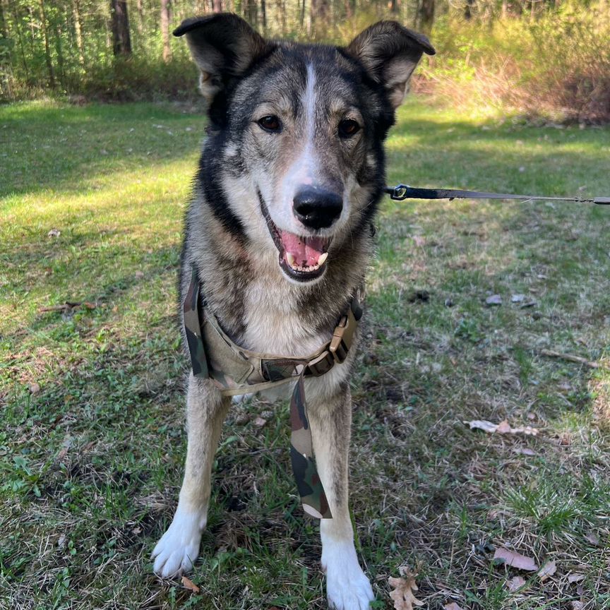 Взрослый пёс в добрые руки