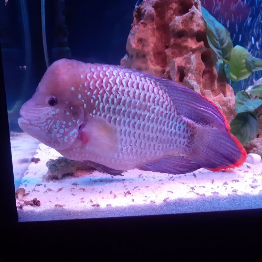 Отдам крупную Берюзвую акару