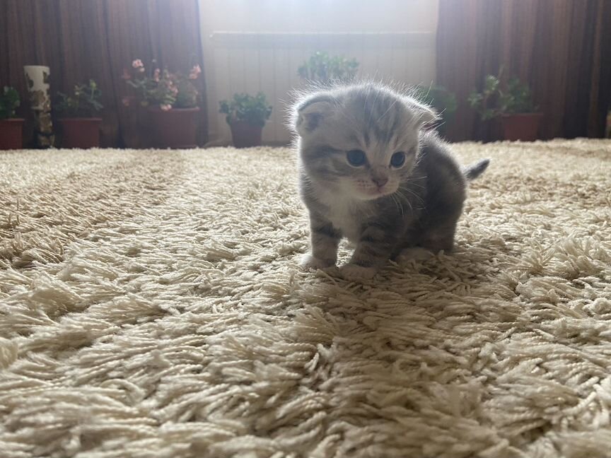 Шотландские котята