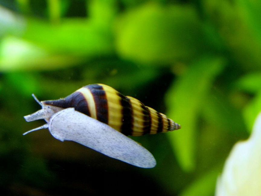 Улитка хелена