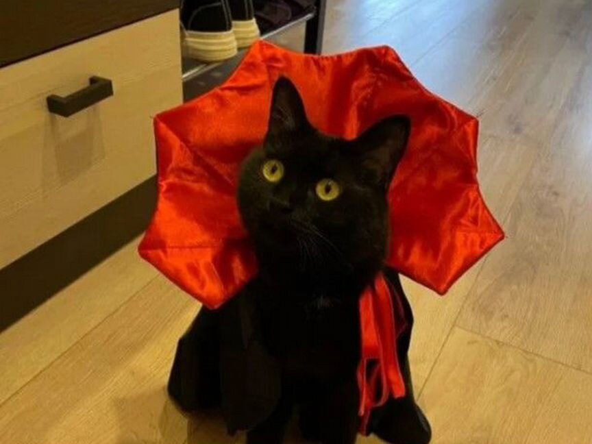 Костюм Дракулы для кота