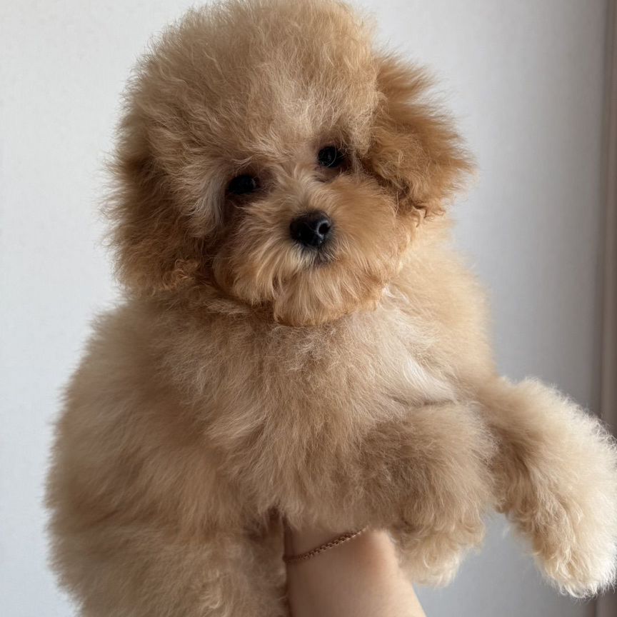 Мальтипушки