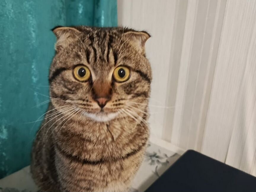 Шотландский кот