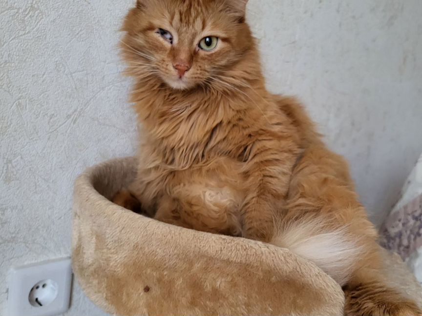 Помогите пожалуйста на лечение и содержание