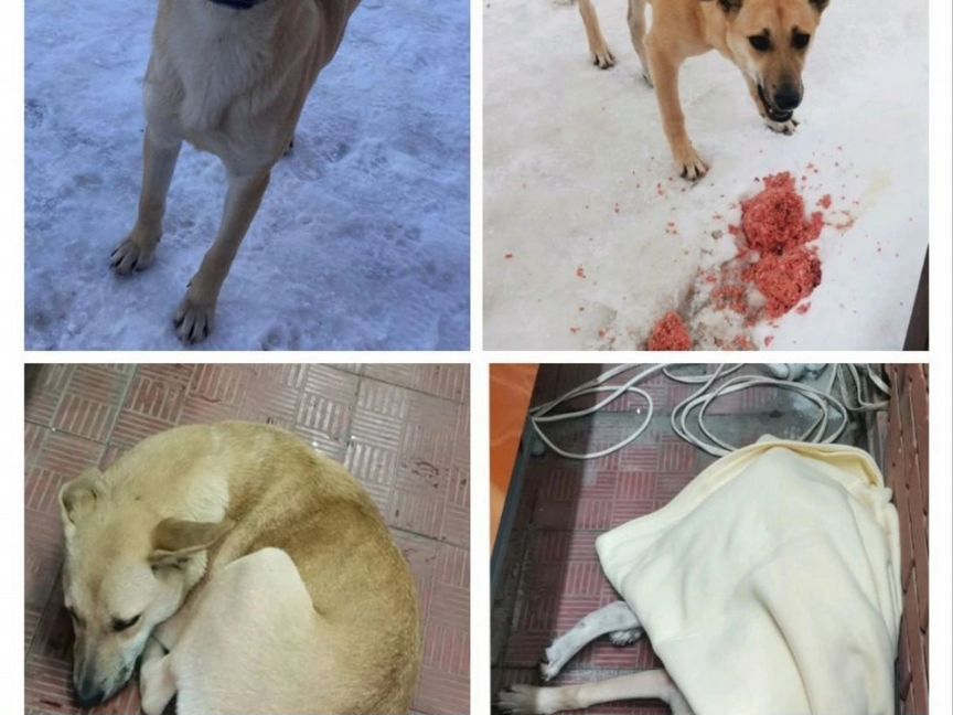 Собачка бездомная, Рыжуля, девочка