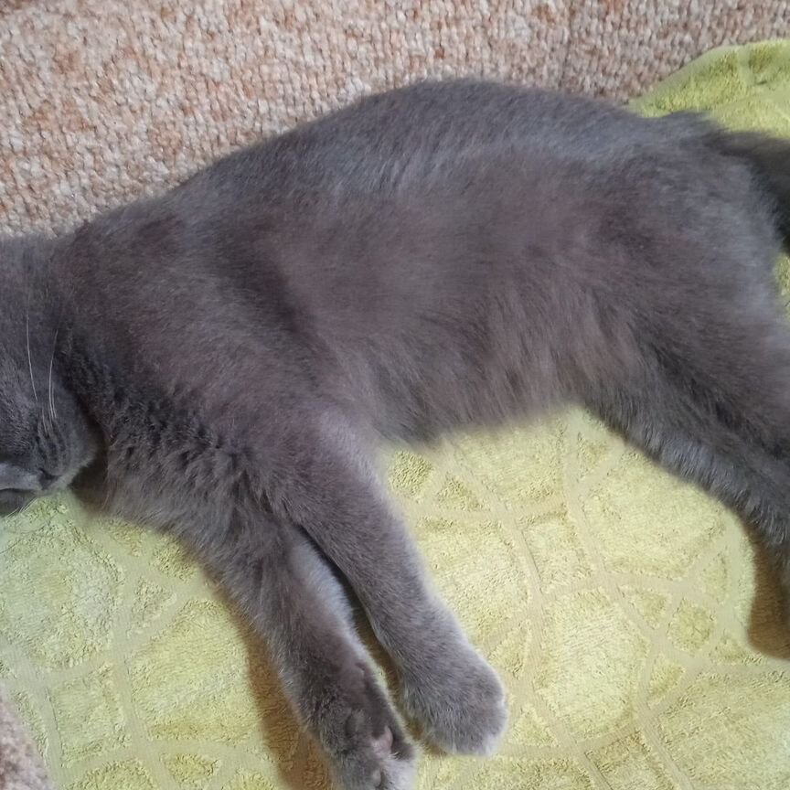 Голубая британка кошка