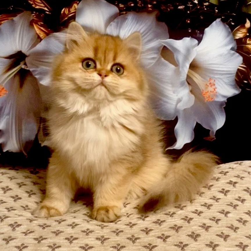 Британский длинношёрстный котёнок