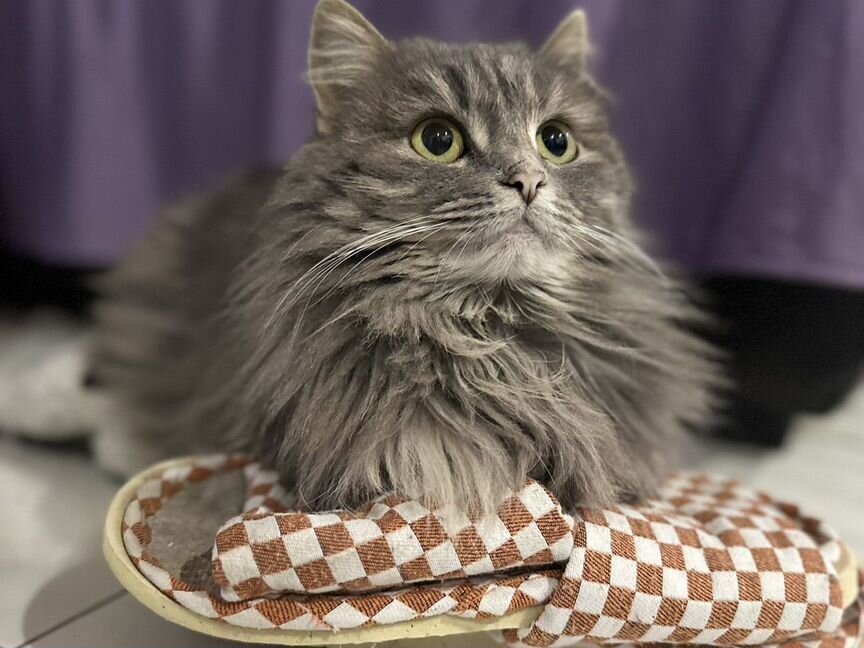 Кошка в добрые руки