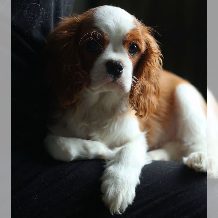 Кавалер кинг-чарльз-спаниель, щенок