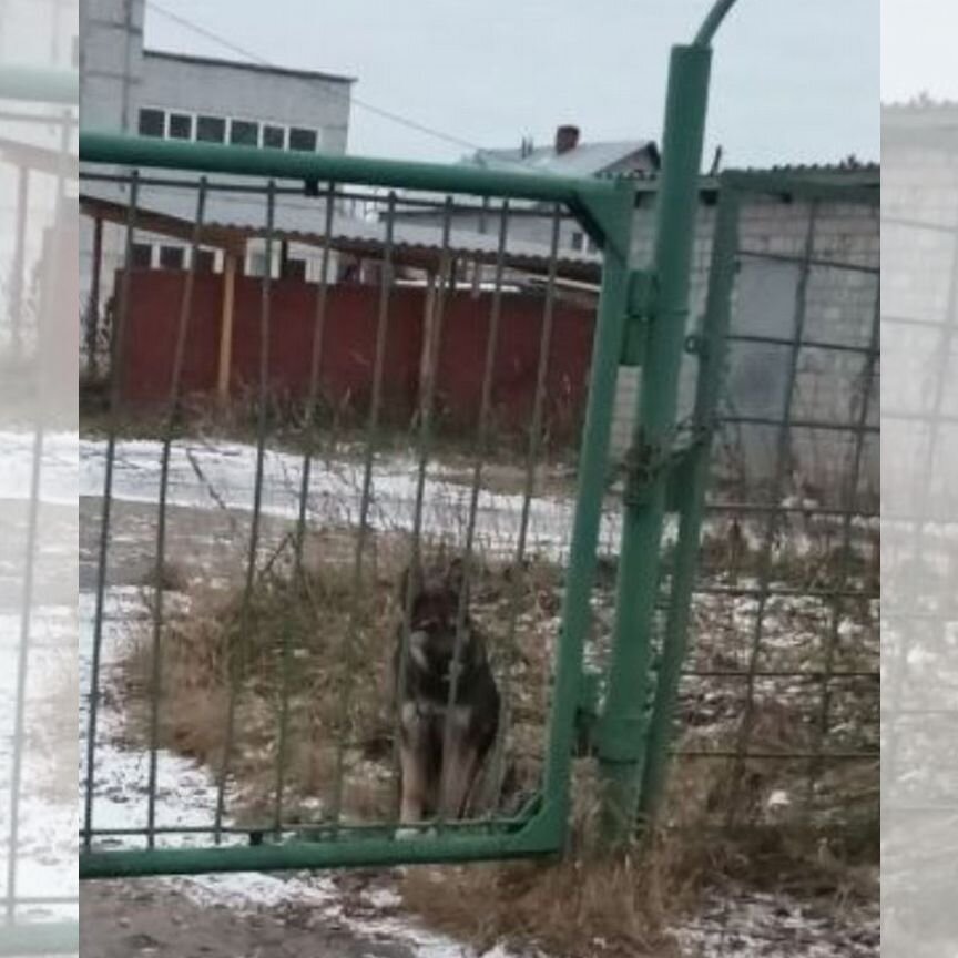 Немецкая овчарка, щенок