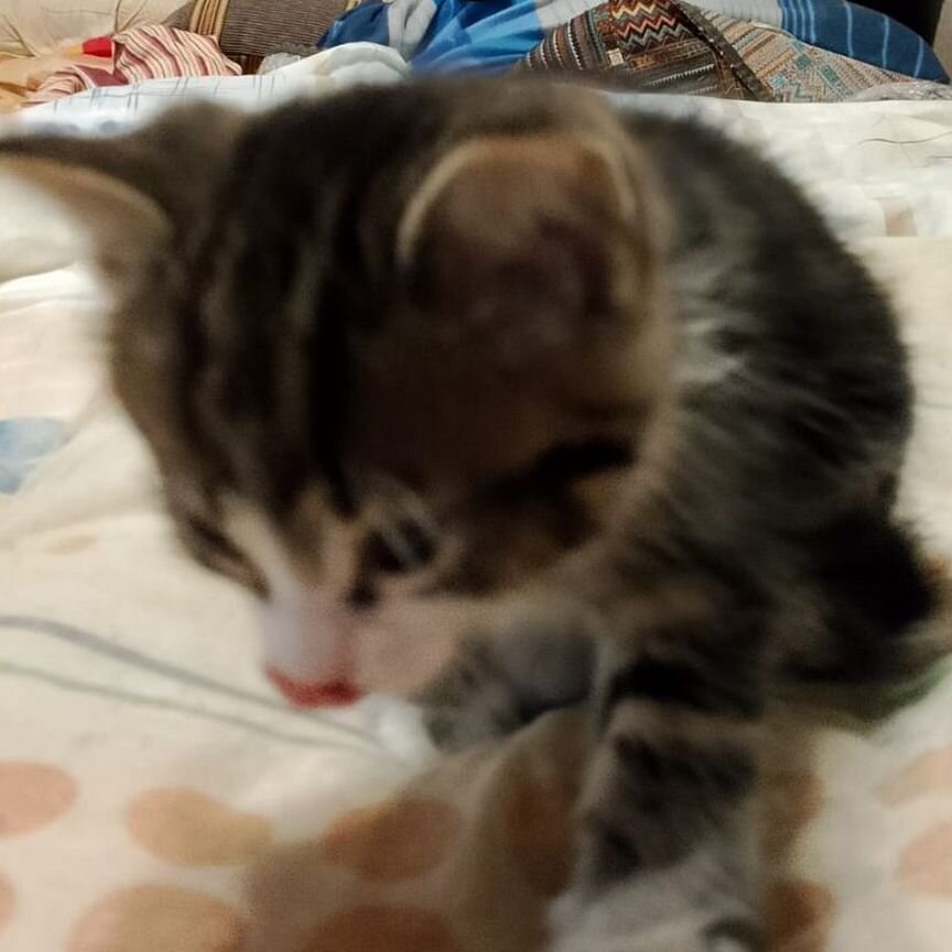 Котята бесплатно в дар