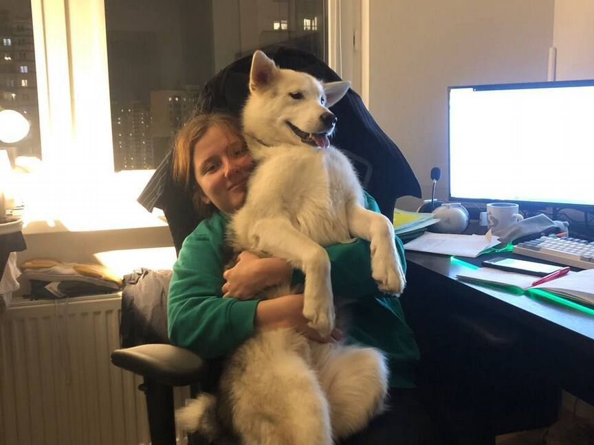 Ручная собака в добрые руки