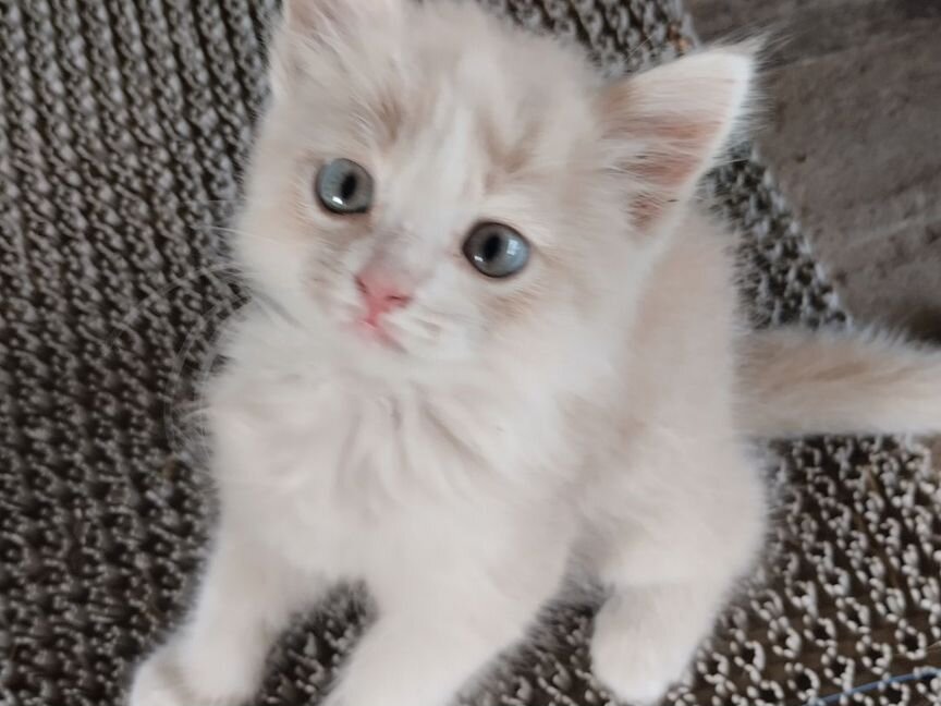 Котята в добрые руки бесплатно