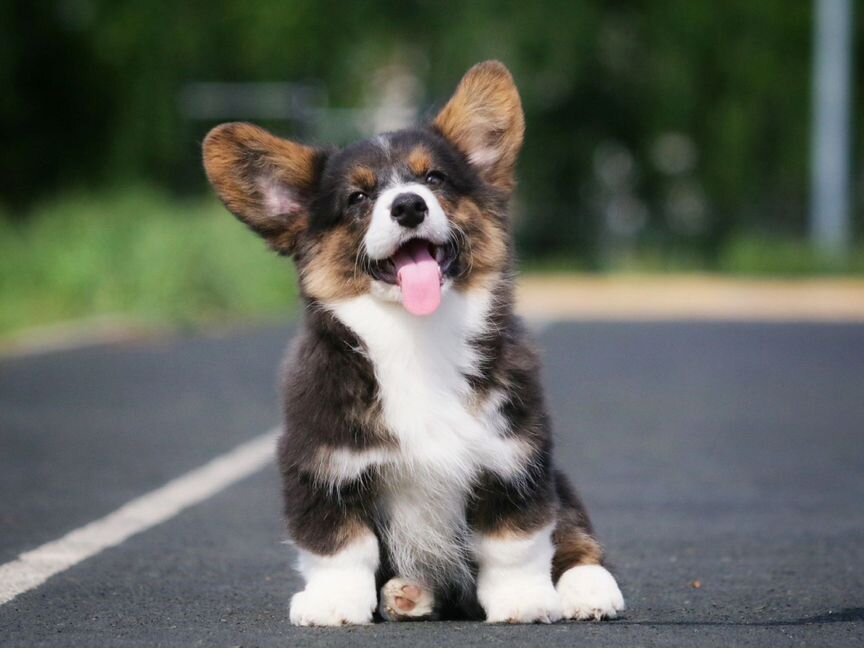 Вельш-корги кардиган