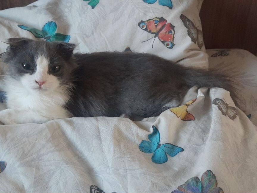 Кошка в дар