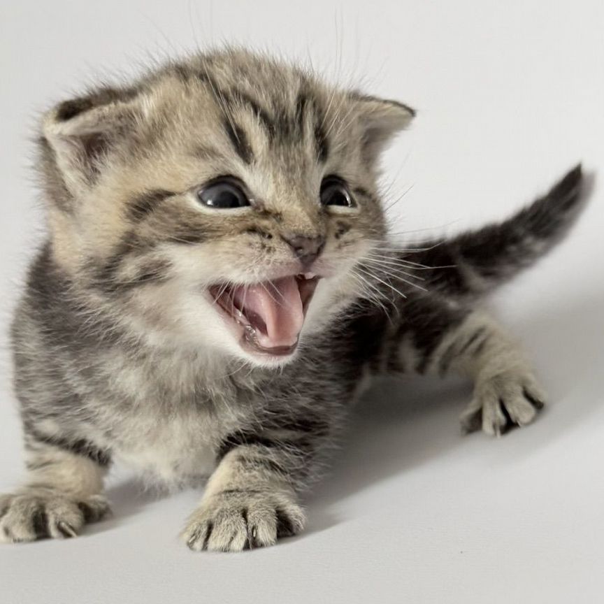 Шотландский вислоухий короткошёрстный котёнок