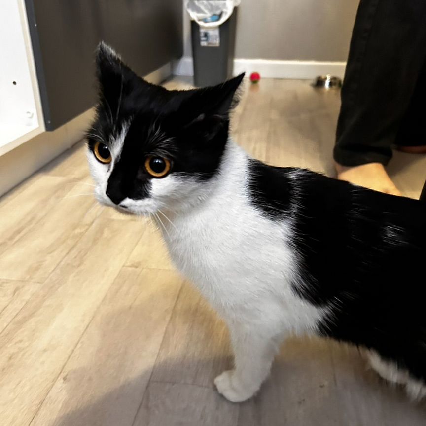 Котёнок в добрые руки