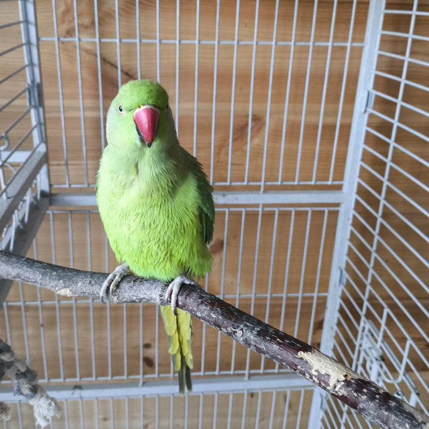 Ожереловый попугай, 2 года