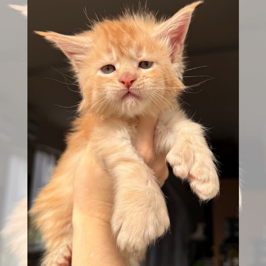 Мейн-кун котёнок