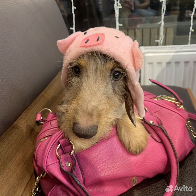 Таксенок-поросенок Бакс ждет своих хозяев