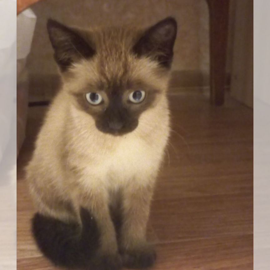 Котенок в добрые руки