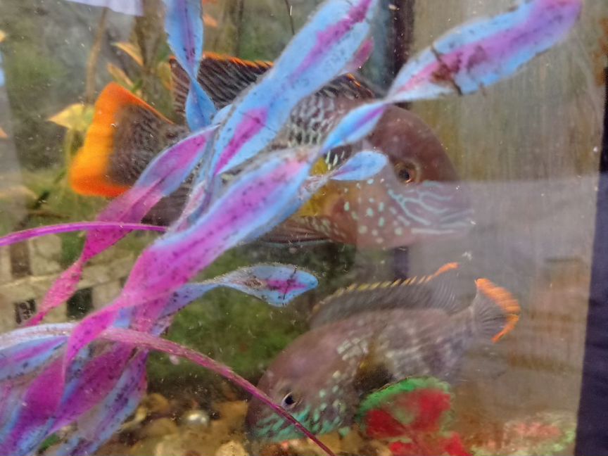 Аквариумные рыбки акара бирюзовая