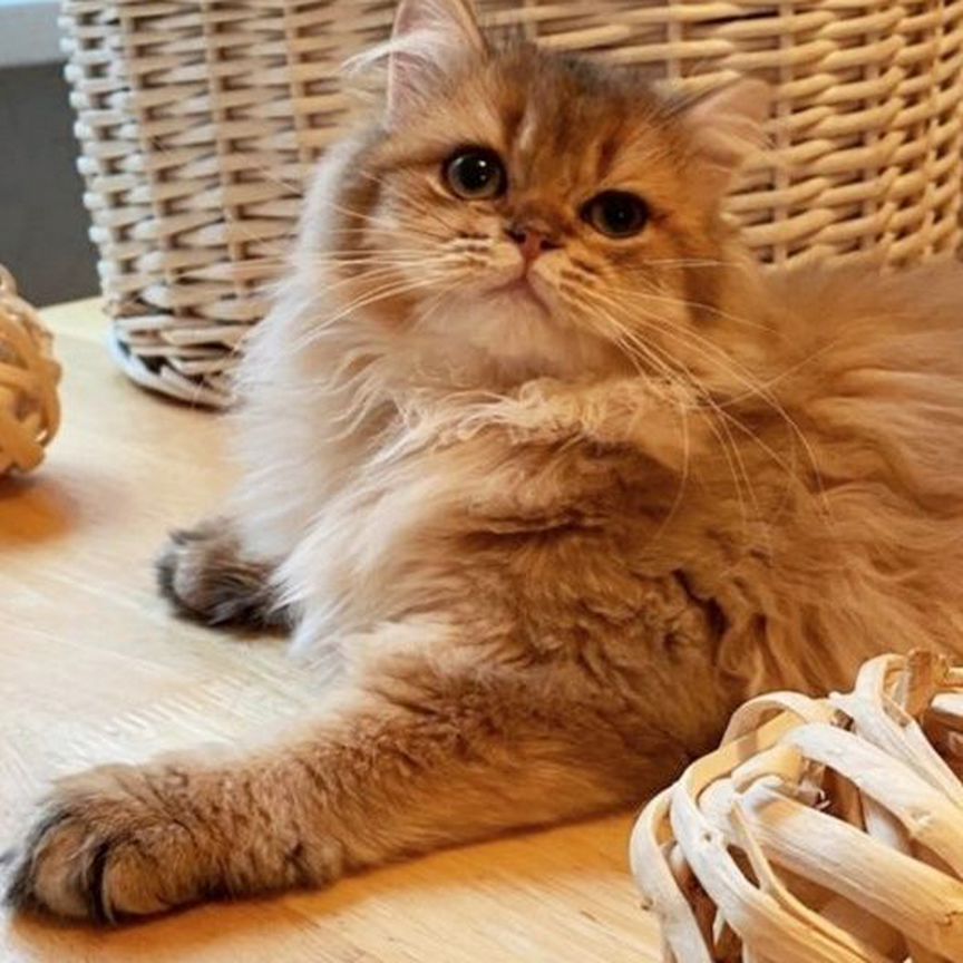 Британский золотой котенок