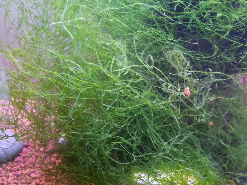 Аквариумное растение мох