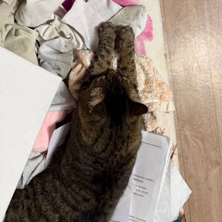 Взрослый кот в добрые руки