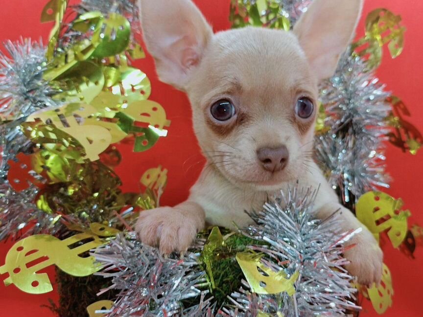 Щенки чихуахуа большой выбор окрасов