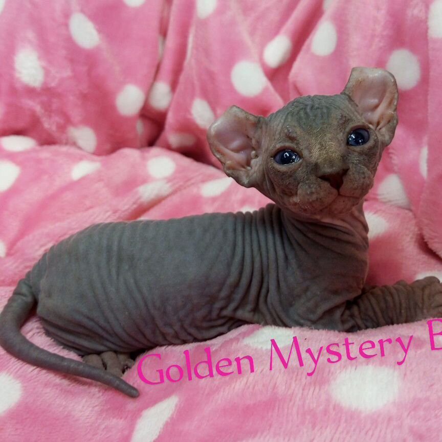 Сфинкс Эльф