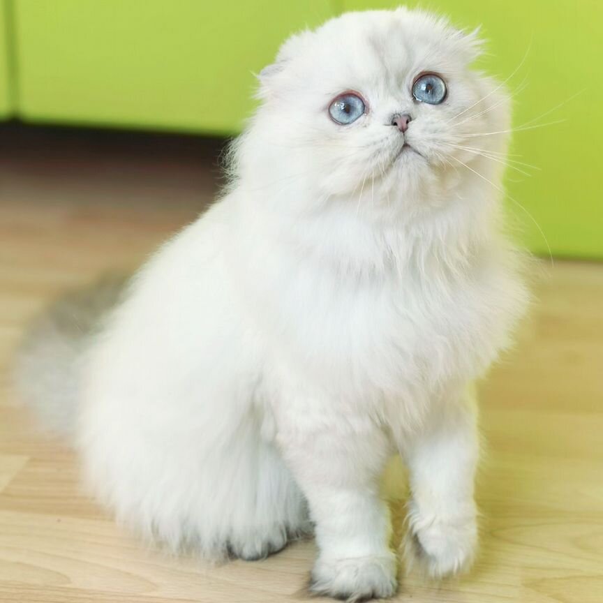 Шотландские вислоухие котята