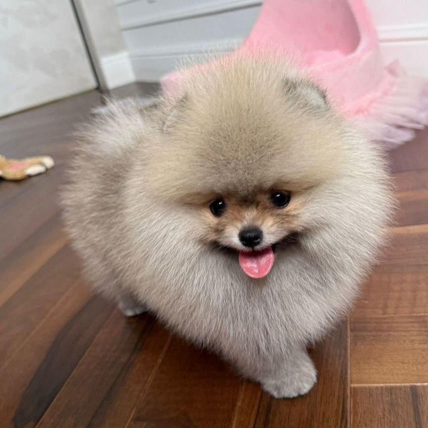 Померанский шпиц, щенок