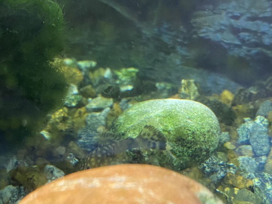 Аквариумные сомики