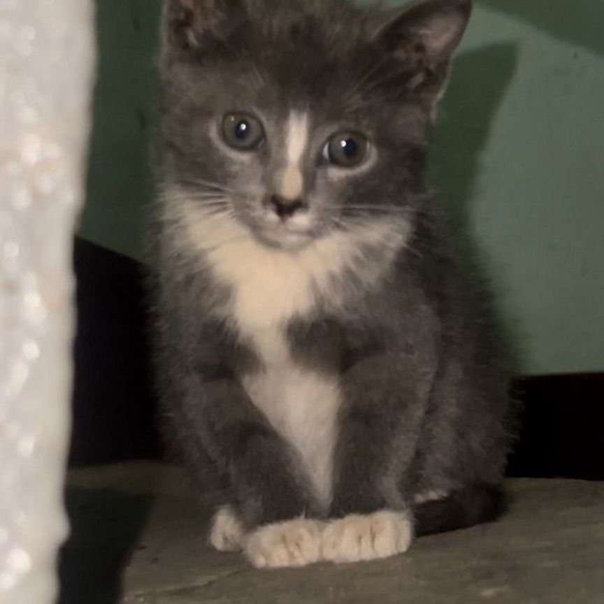 Котёнок в добрые руки