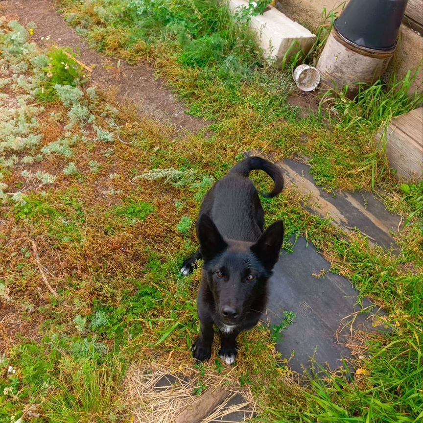 Домашние животные собаки щенок