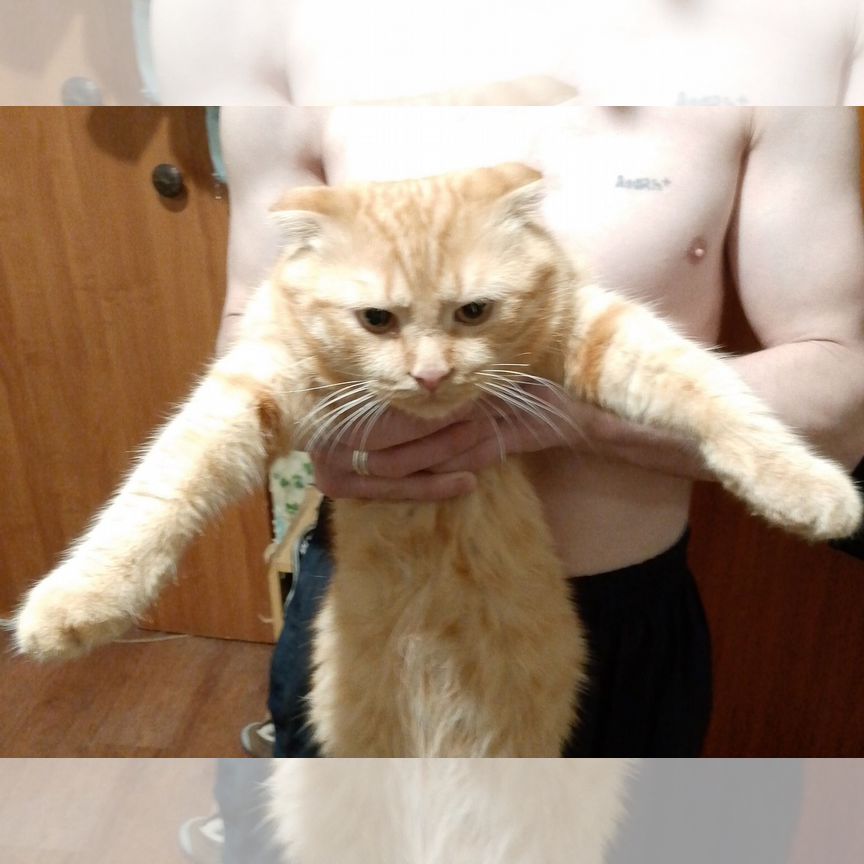 Британский вислоухий