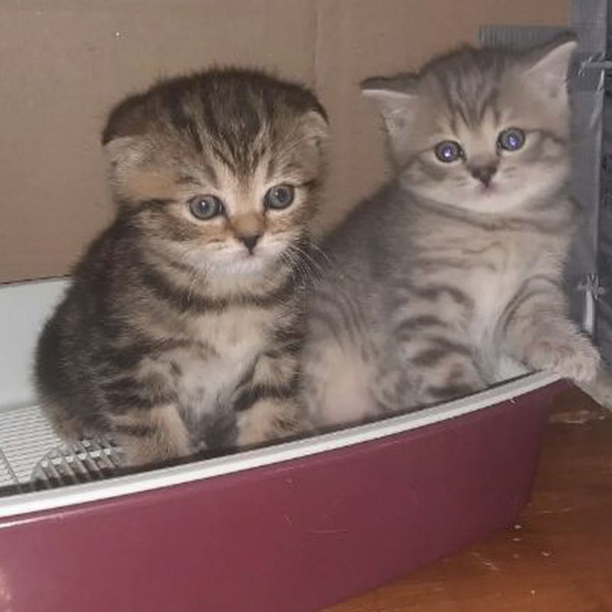 Шотландский вислоухий короткошёрстный котёнок