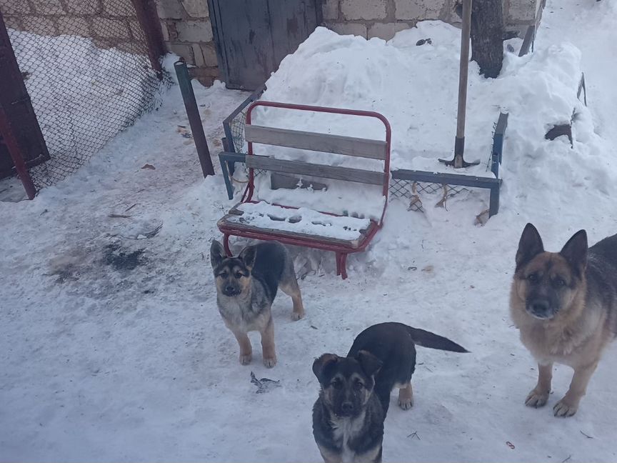 Собака в добрые руки отдам бесплатно