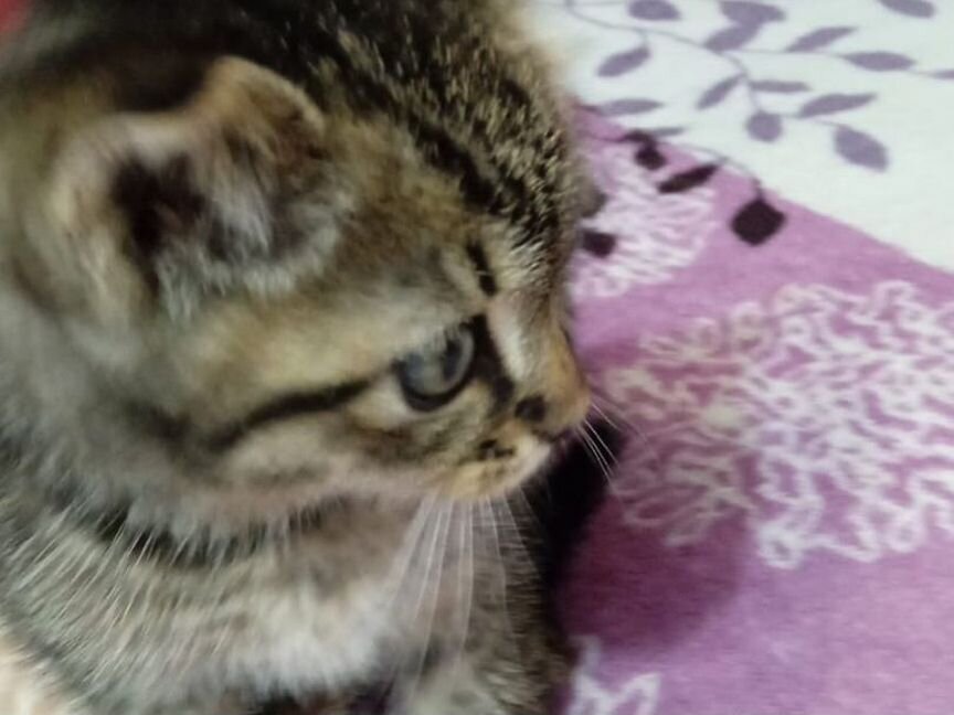 Пристроить котенка