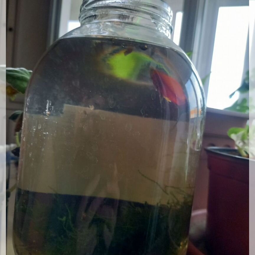 Меченосцы парочка