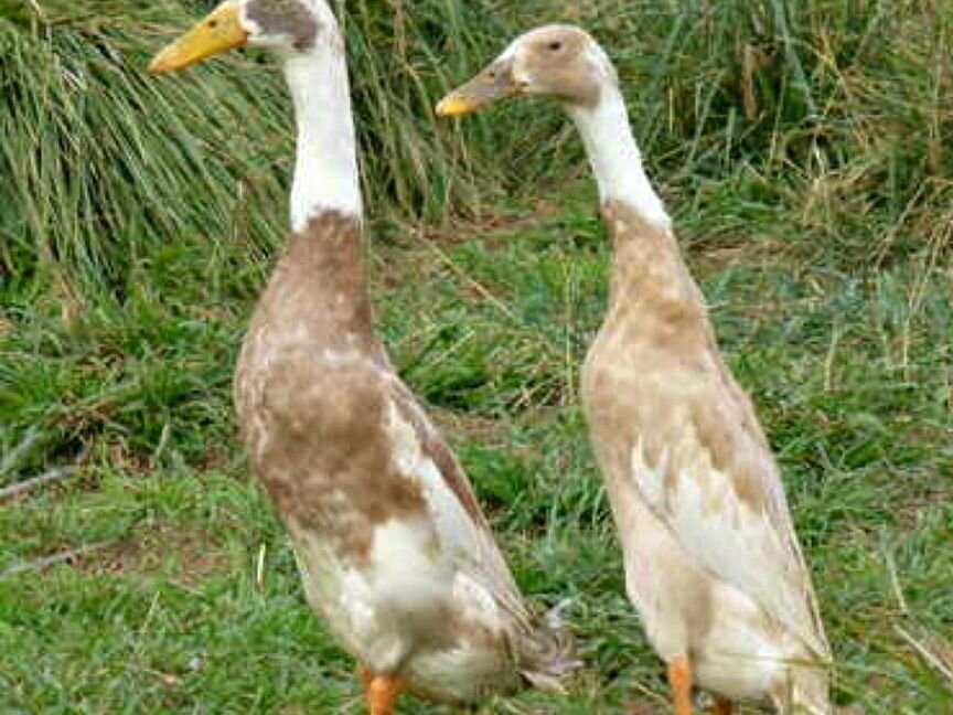 Утки индийский бегунок