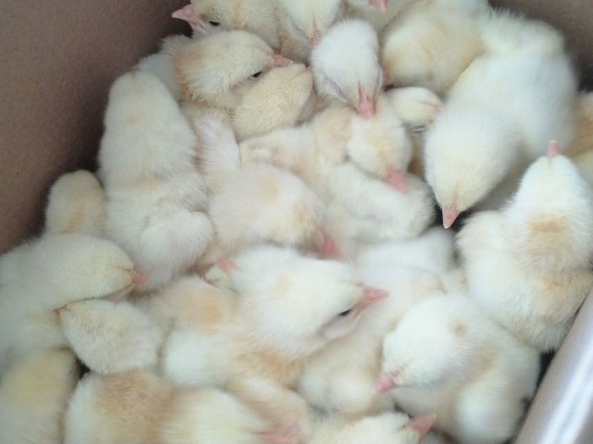 Цыплята бройлеры суточные