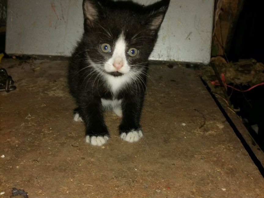 Котик и две кошечки, котята